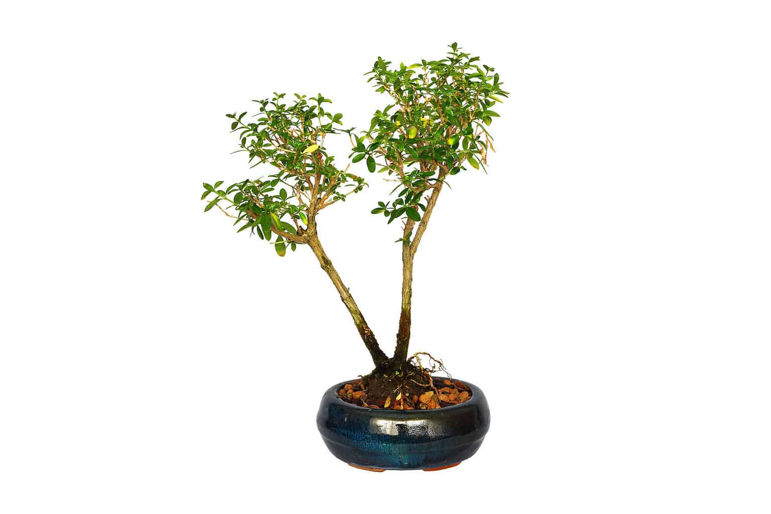 Serissa Bonsai Tree - A-Z Animals