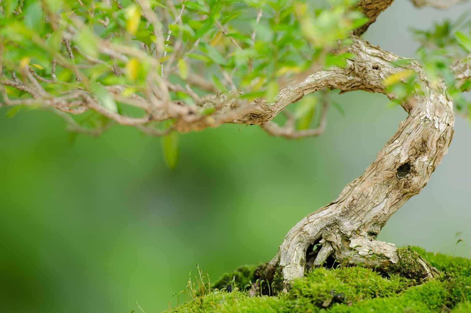 Serissa Bonsai Tree - A-Z Animals