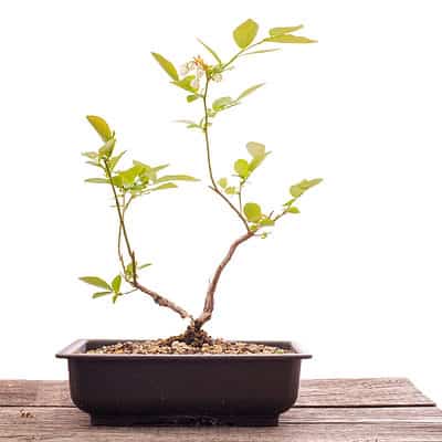 The 16 Best Fruit Bonsai Trees: Grow Mini Fruit Trees! - A-Z Animals
