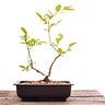 The 16 Best Fruit Bonsai Trees: Grow Mini Fruit Trees! - A-Z Animals