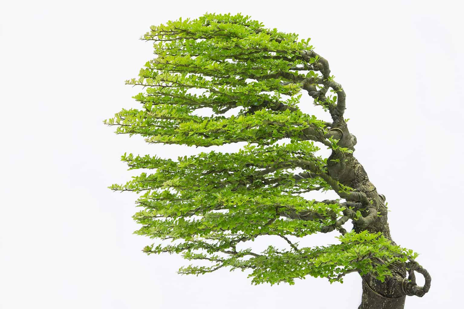 Bonsai Styles: Everything You Need to Know - A-Z Animals