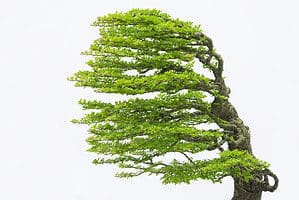 Bonsai Styles: Everything You Need to Know - A-Z Animals