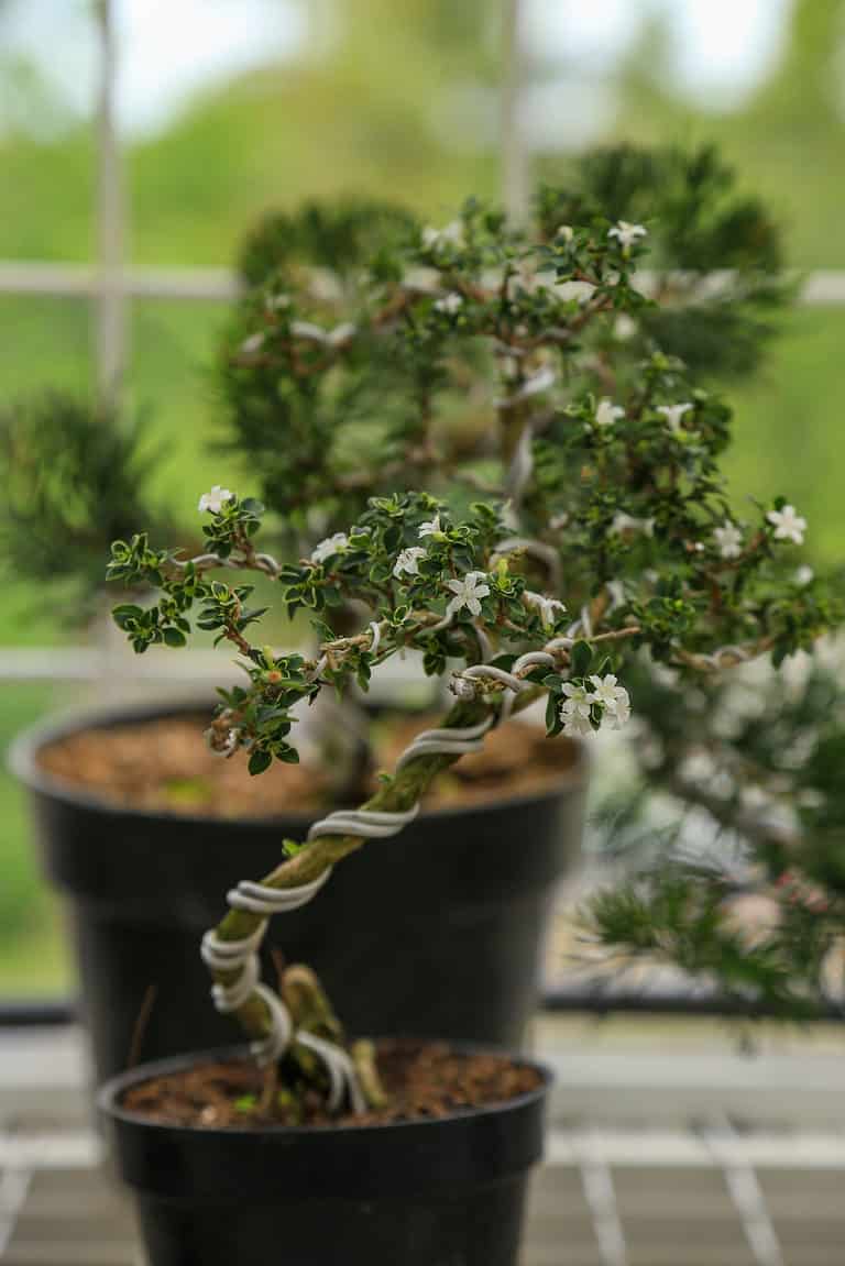 The 16 Best Flowering Bonsai Trees: Fragrant and Beautiful! - A-Z Animals