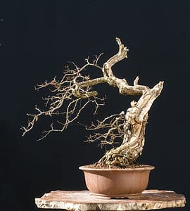 Hawthorn Bonsai Tree - A-Z Animals