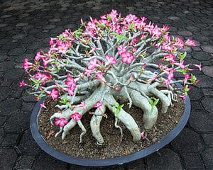 Desert Rose Bonsai Tree - A-Z Animals