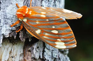 Moth Animal Facts - Lepidoptera - A-Z Animals
