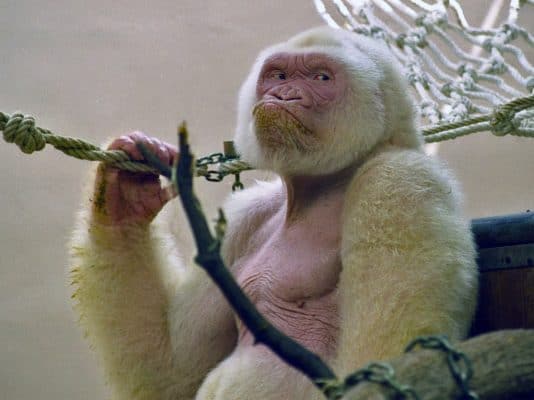 Meet Snowflake, the Only Albino Gorilla on Earth - A-Z Animals
