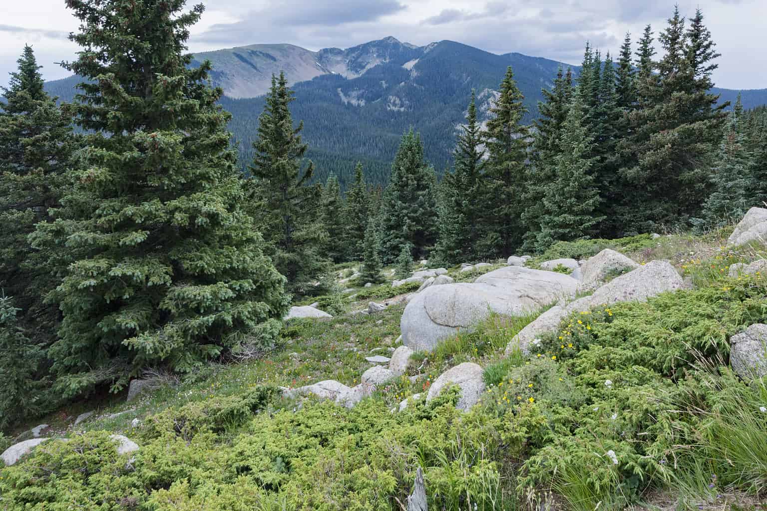 The 15 Most Iconic Trees Native to Montana - AZ Animals