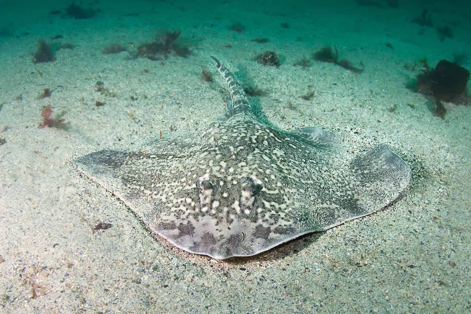Thornback Ray Fish Facts - Raja clavata - A-Z Animals