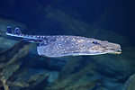 Explore 80+ Fish That Start with T (Common Names) - A-Z Animals