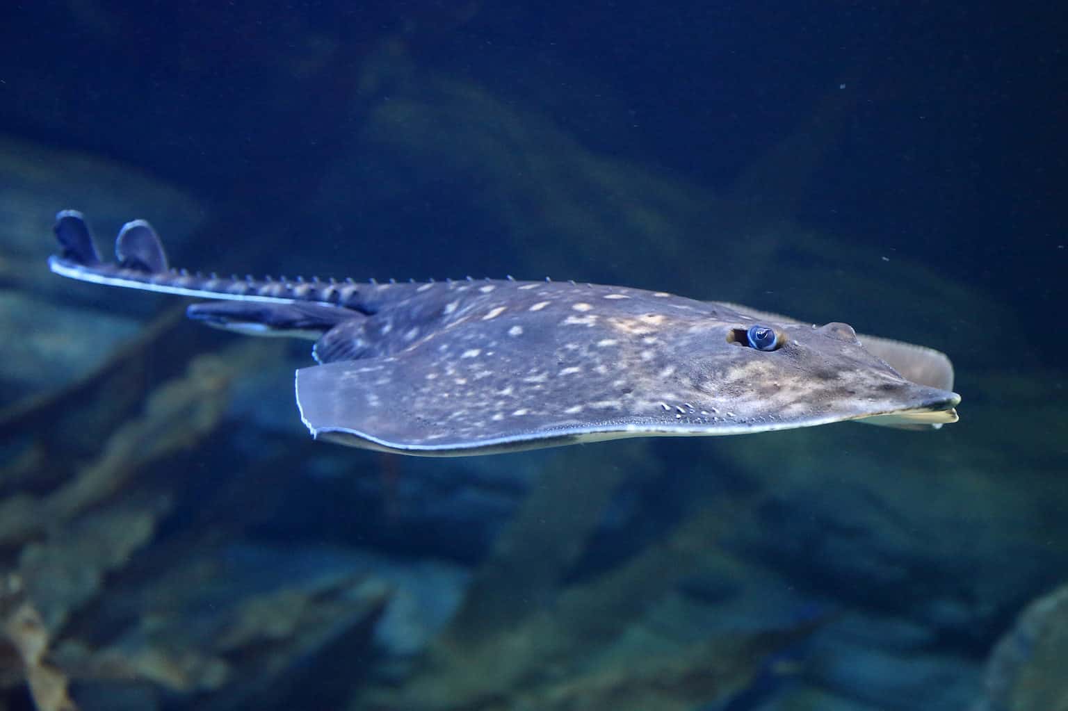 Explore 80+ Fish That Start with T (Common Names) - A-Z Animals