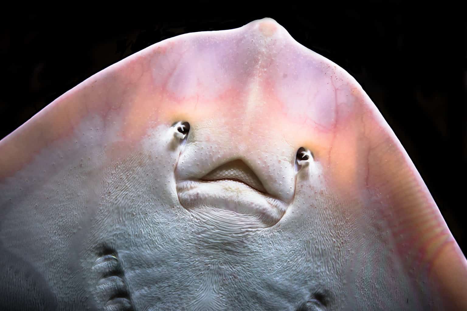 Thornback Ray Fish Facts - Raja clavata - A-Z Animals