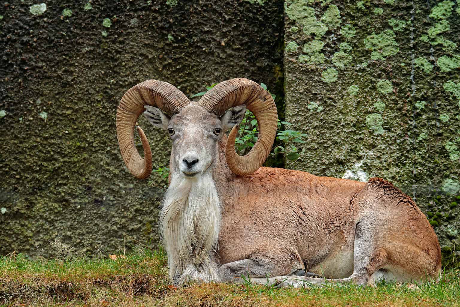 Urial Animal Facts - Ovis vignei - A-Z Animals