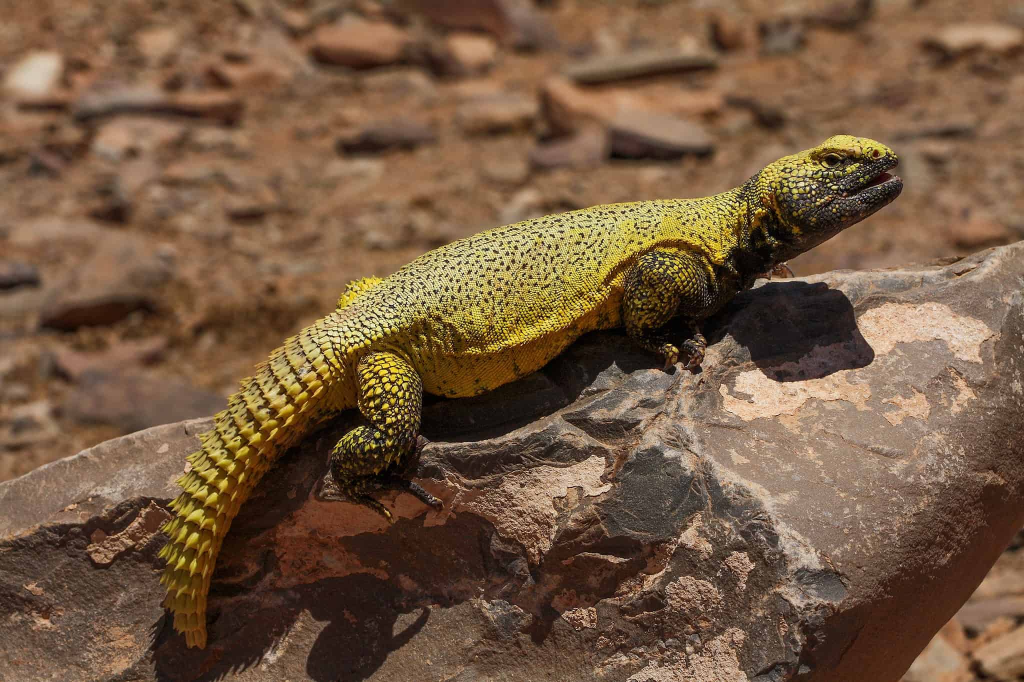 Animals that Start with U - Listed With Pictures, Facts - A-Z Animals