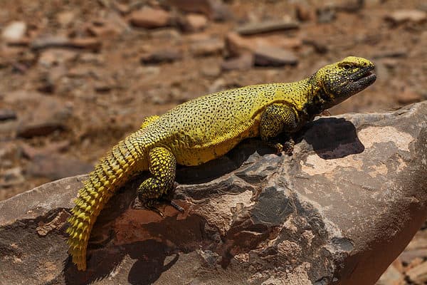 Uromastyx (Spiny-Tailed Lizard) Animal Facts - Uromastyx - A-Z Animals
