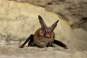 Discover The 11 Official State Animals Of Virginia - A-Z Animals