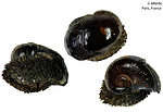 Volcano Snail Animal Facts - Chrysomallon squamiferum - A-Z Animals