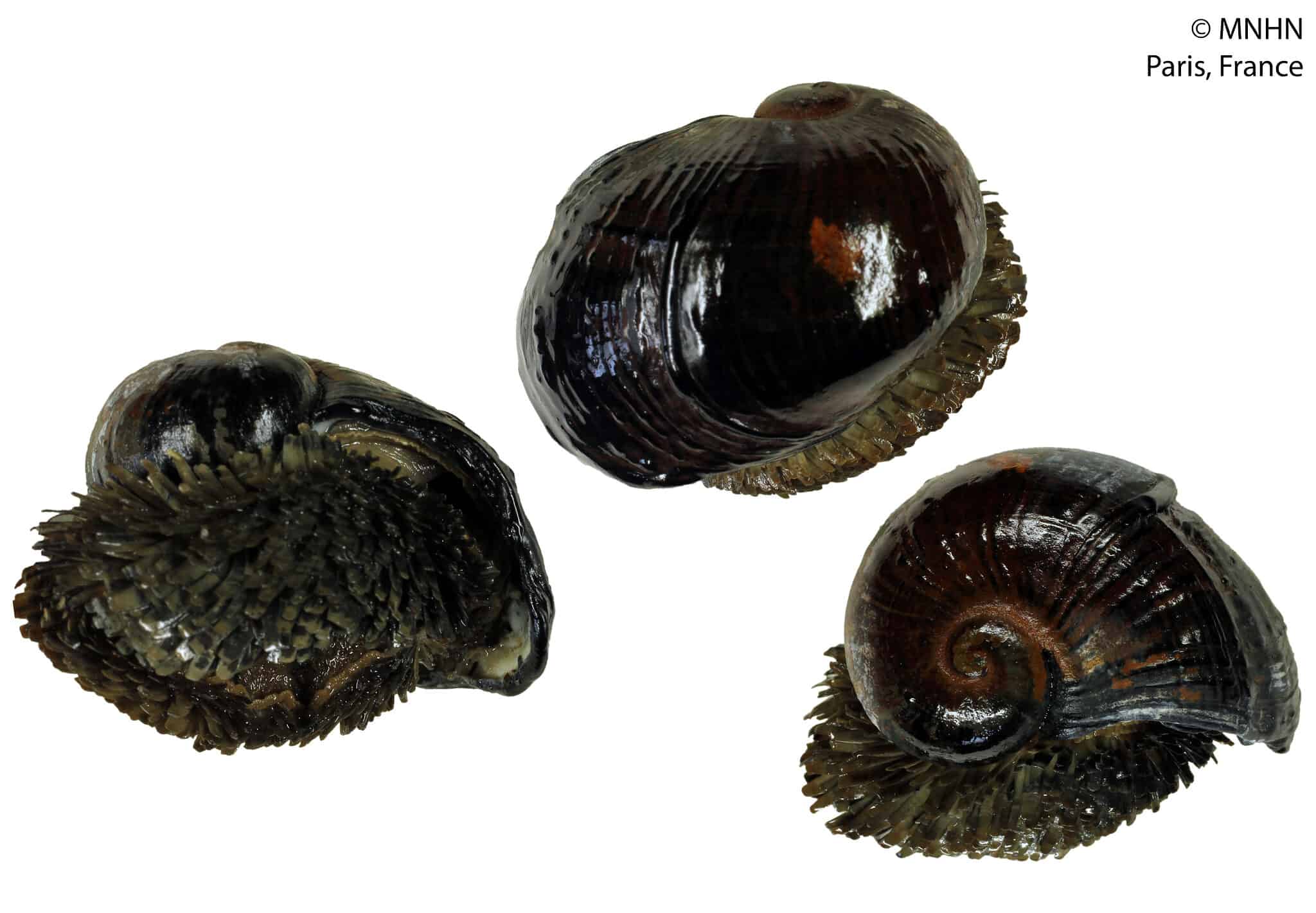 Volcano Snail Animal Facts - Chrysomallon squamiferum - A-Z Animals