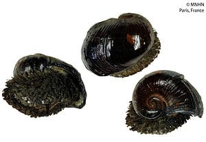Volcano Snail Animal Facts - Chrysomallon squamiferum - A-Z Animals