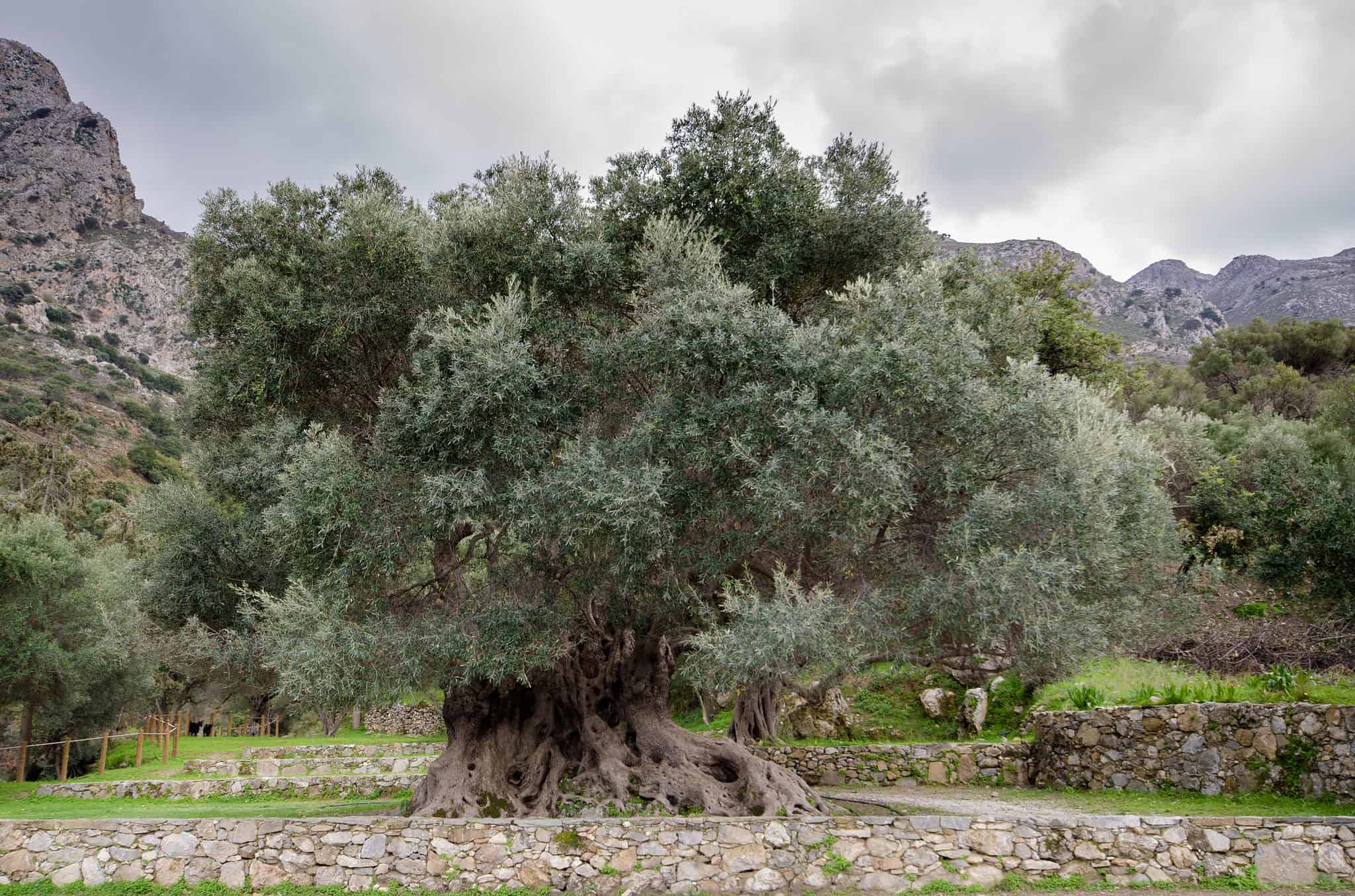 Discover the Oldest Olive Trees in the World - A-Z Animals
