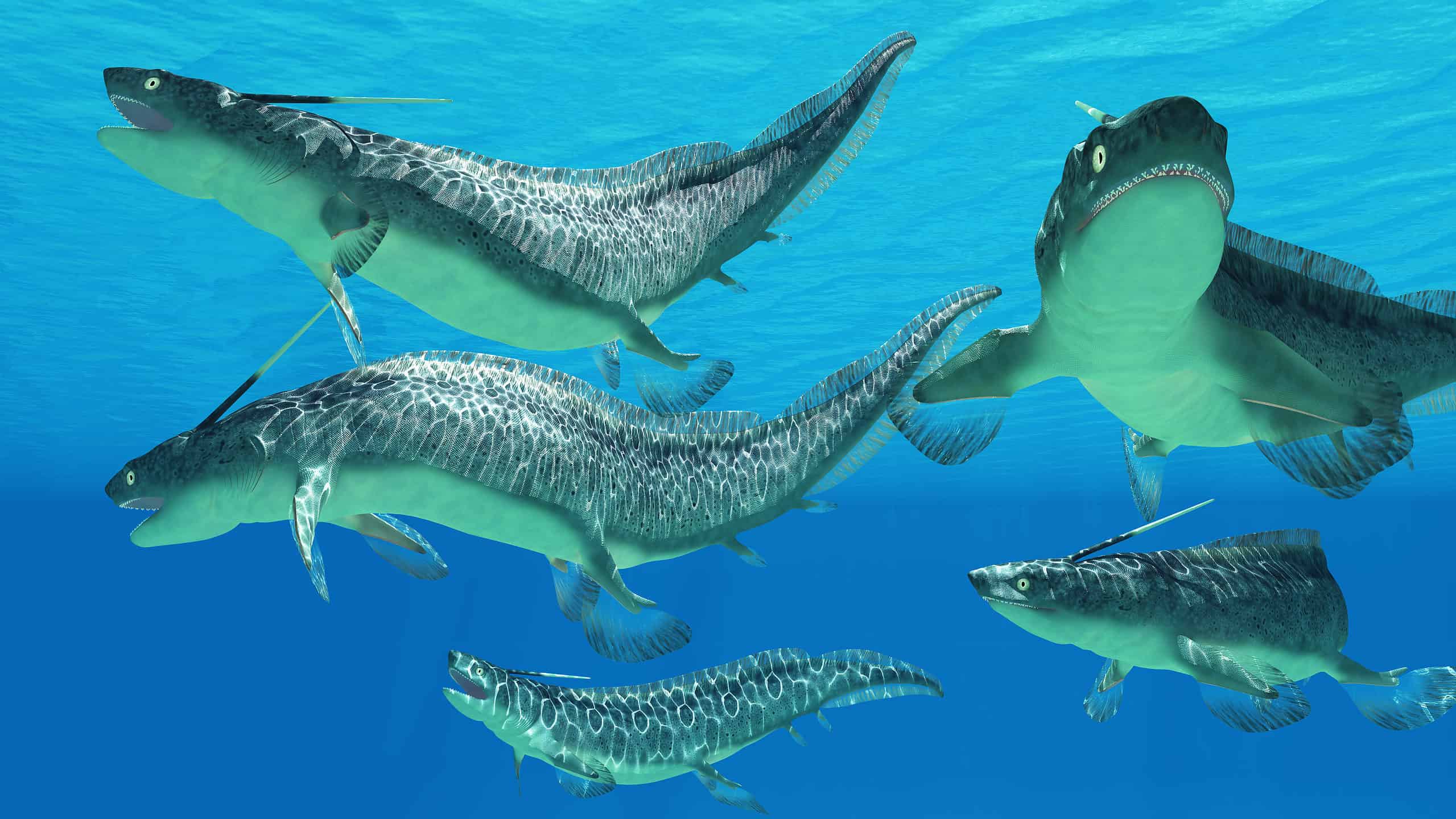 Xenacanthus Pictures AZ Animals