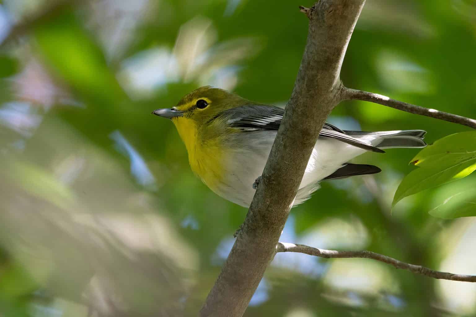 15 Common Types of Yellow Birds With Pictures - A-Z Animals