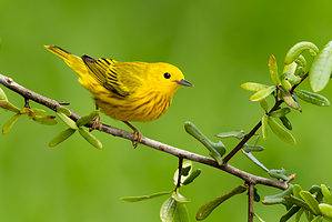 10 Types of Singing Birds - A-Z Animals