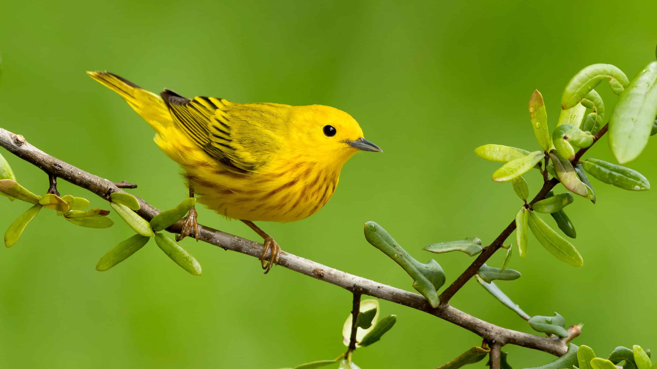 Where to Find Warblers Along the Atlantic Flyway This Fall - A-Z Animals