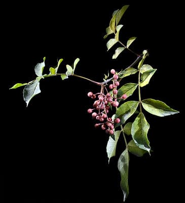 Chinese Pepper Bonsai: Care Guide, Varieties, Tips, and More
