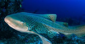 Discover 15 Sharks Found in Japanese Waters - A-Z Animals