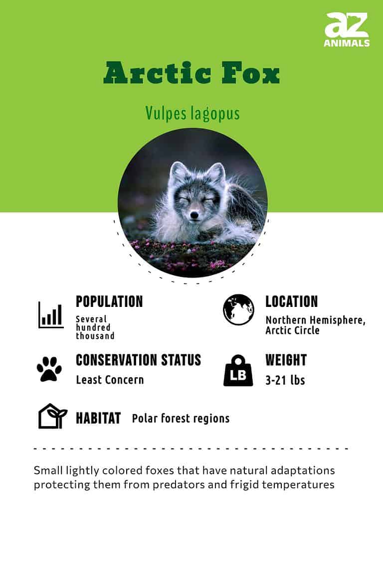 Arctic Fox Animal Facts - Vulpes lagopus - A-Z Animals