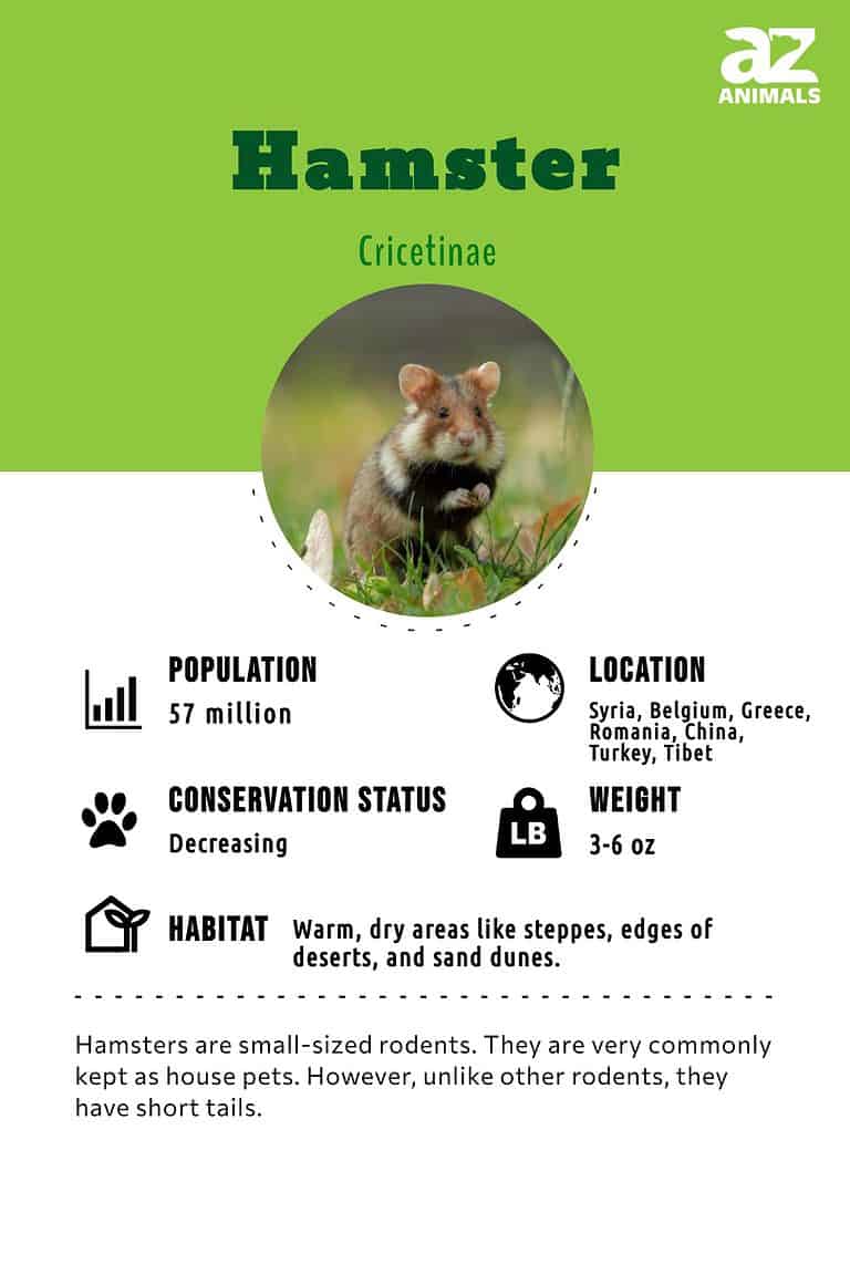 Hamster Animal Facts - A-Z Animals