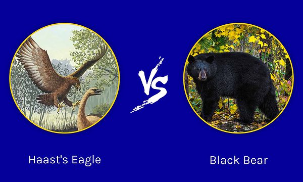 Epic Battles: The Largest Eagle Ever vs. Black Bear - A-Z Animals