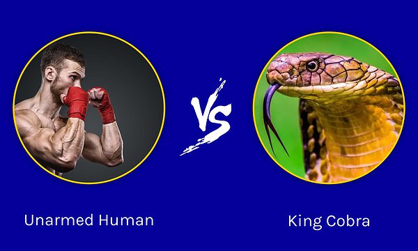 Could an Unarmed Human Beat a King Cobra? - A-Z Animals