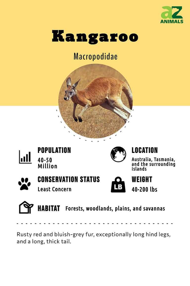 Kangaroo Animal Facts - A-Z Animals