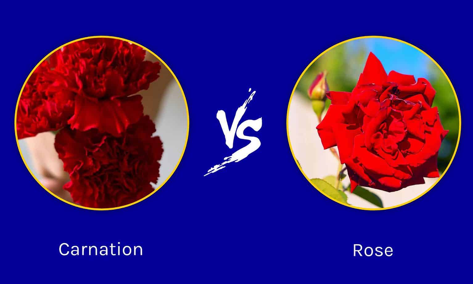 Carnations vs. Roses: Which Flower Is Better? - A-Z Animals