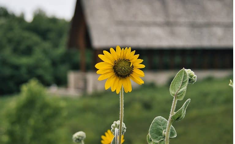 21 Types of Sunflowers: When to Plant, and Where to Grow & More
