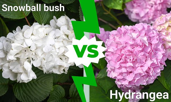 Snowball Bush vs. Hydrangea: The Key Differences - A-Z Animals