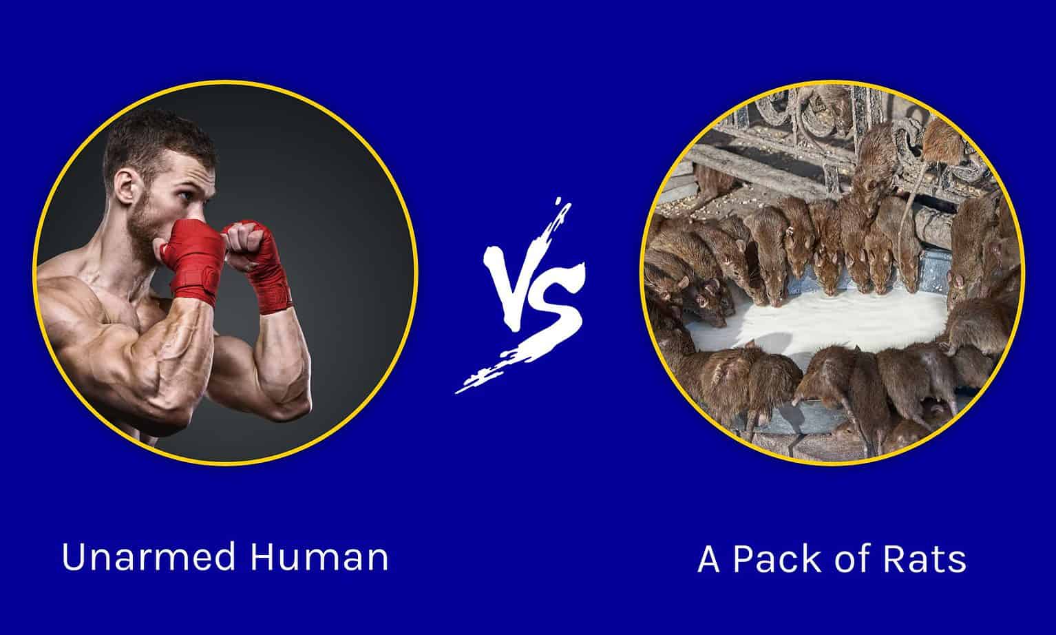 Could an Unarmed Human Beat a Pack of Rats? - A-Z Animals