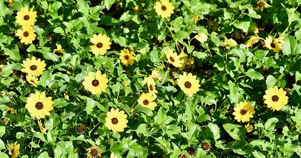 The 23 Best Plants and Flowers for Attracting Butterflies in Florida ...