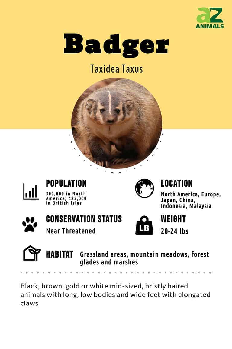 Badger Animal Facts - Taxidea Taxus - A-Z Animals