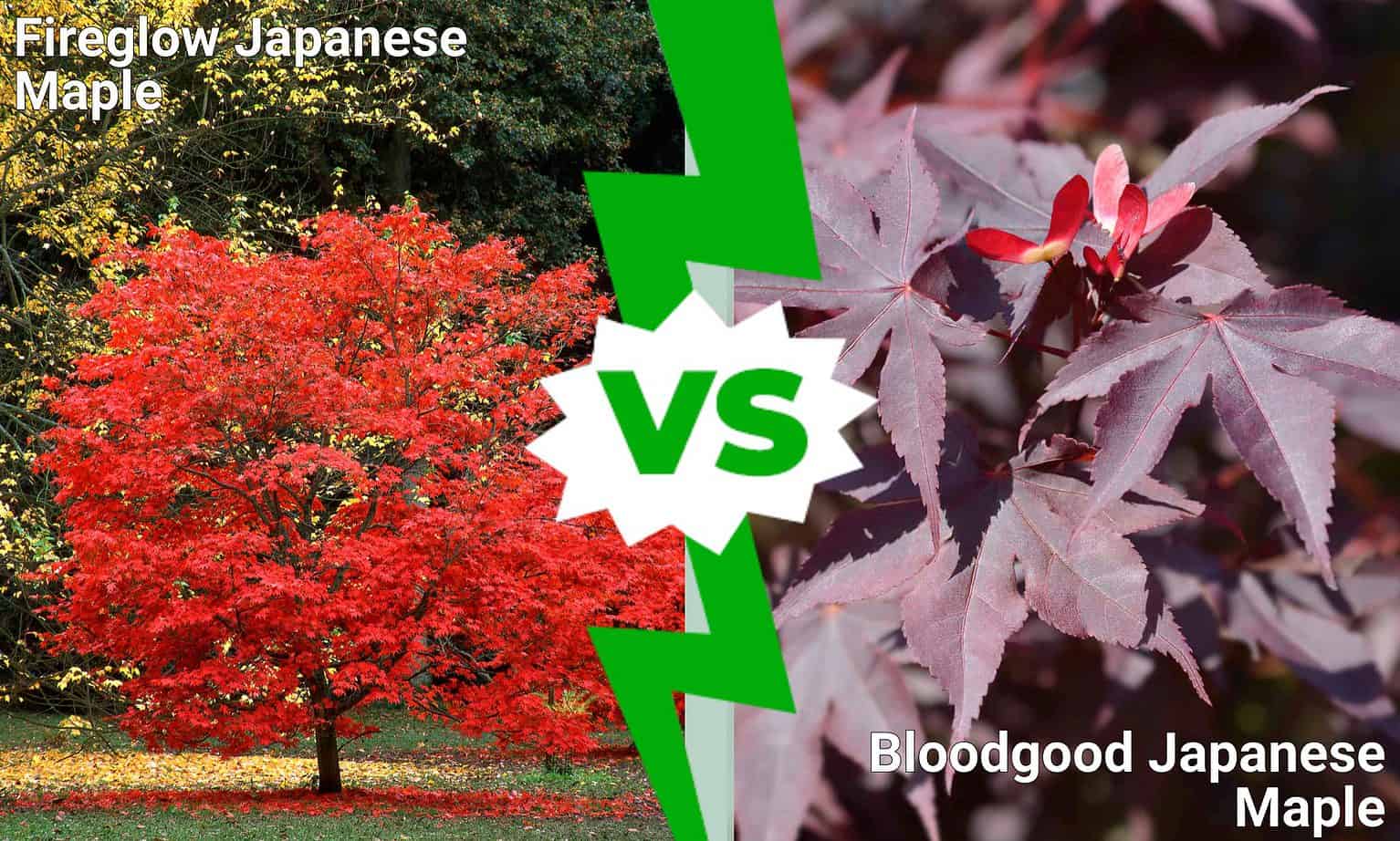 Fireglow vs. Bloodgood Japanese Maple - A-Z Animals