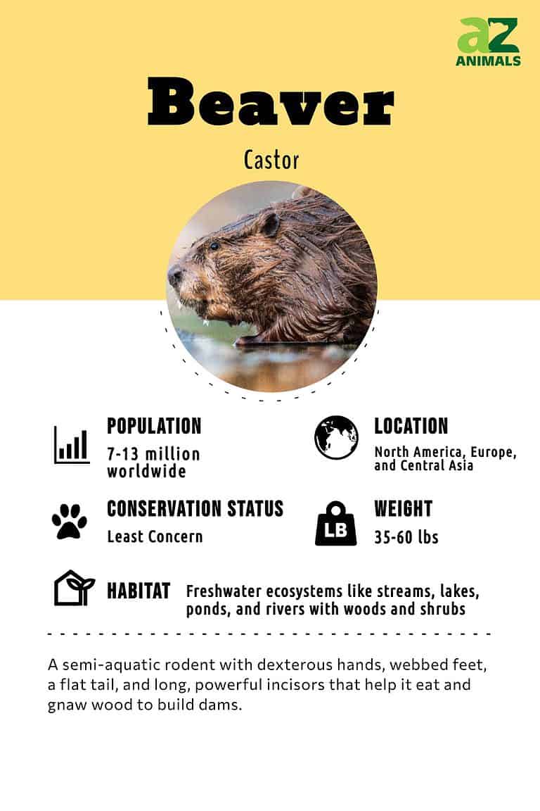 Beaver Animal Facts - A-Z Animals