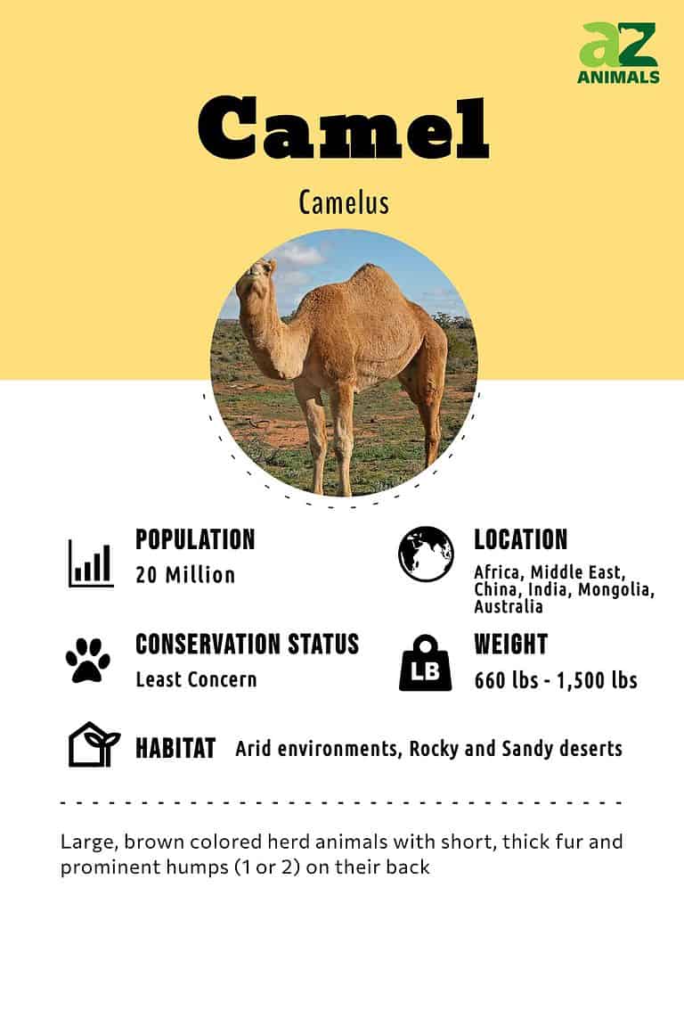 Camel Animal Facts - Camelus dromedarius - A-Z Animals