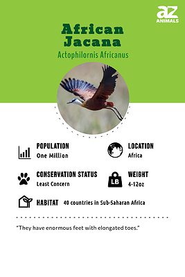 African Jacana Bird Facts - Actophilornis Africanus - A-Z Animals