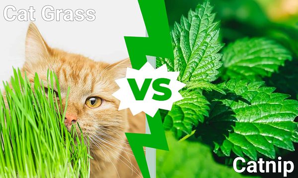 Cat Grass vs. Catnip: What Are the Differences? - A-Z Animals