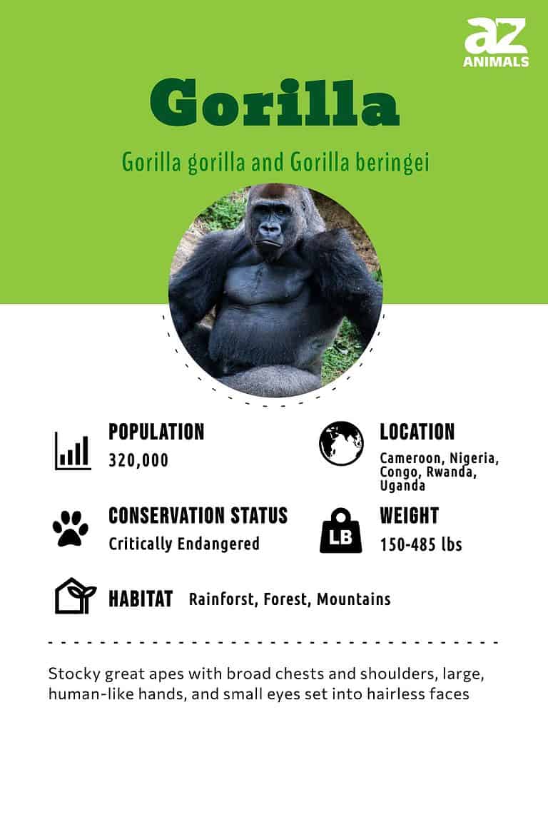 Gorilla Animal Facts - A-Z Animals