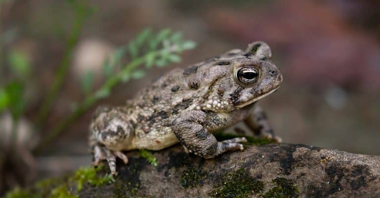 Fowler's Toad: Lifespan, Size, Appearance, and More! - A-Z Animals