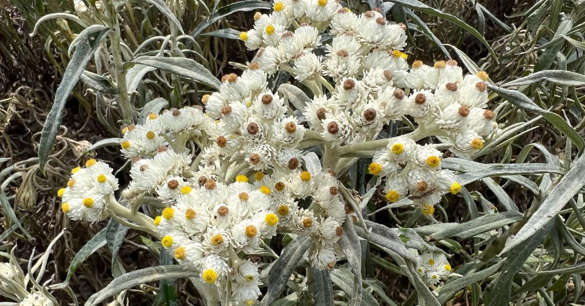 8 Native Plants in Massachusetts - A-Z Animals