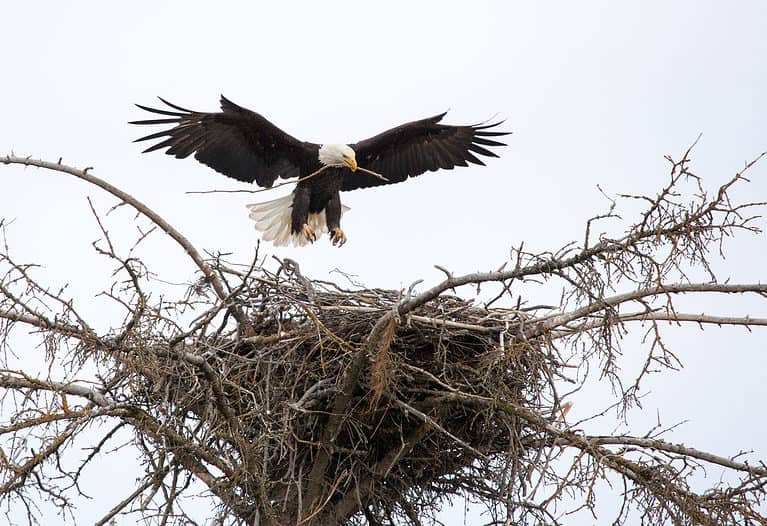 Different Types of Bird Nests With Pictures - A-Z Animals